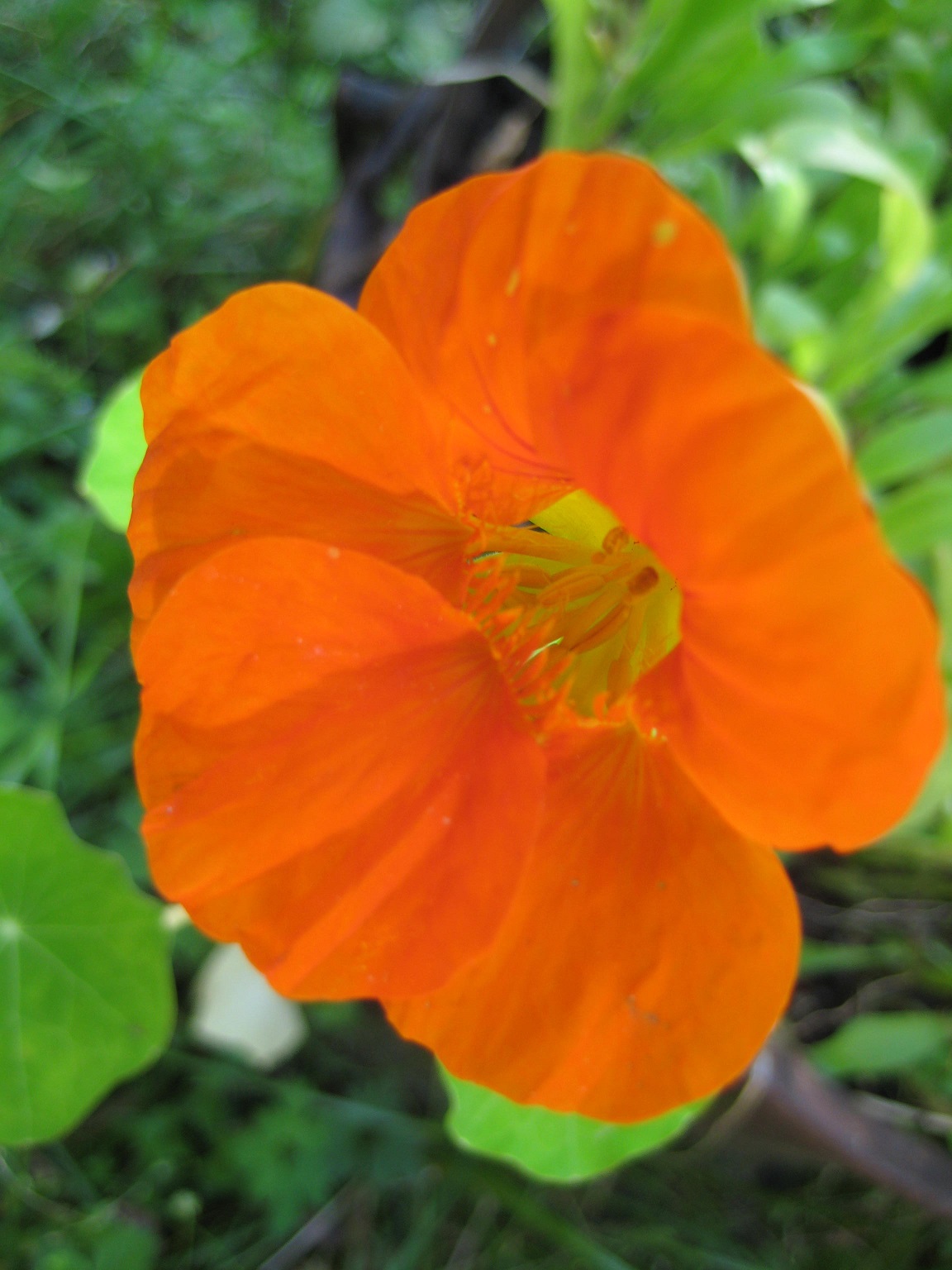 Krassi – Liinanblogi